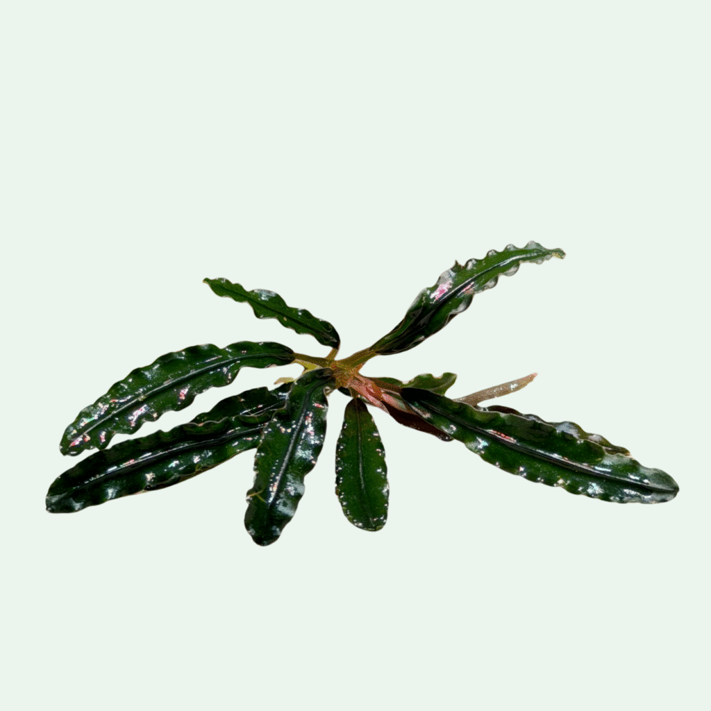 Aquascaping & Akvarieväxter online | Passion på riktigt!